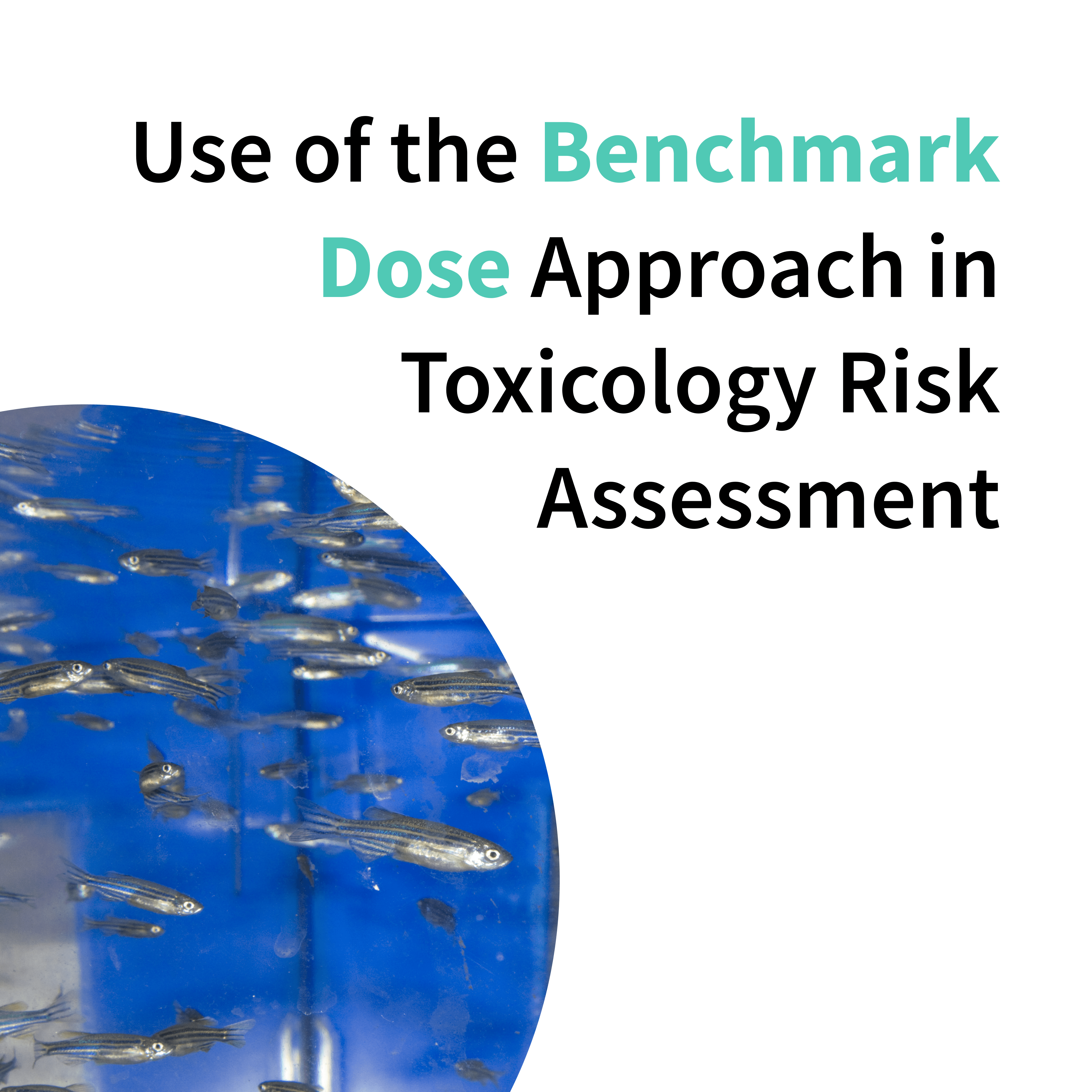 Use of the Benchmark Dose Approach in Toxicology Risk Assessment | Biobide